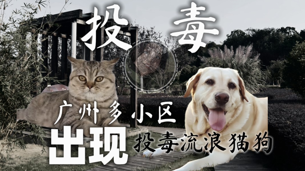 广州多个小区发现疑似被投毒,多只流浪猫和狗死亡