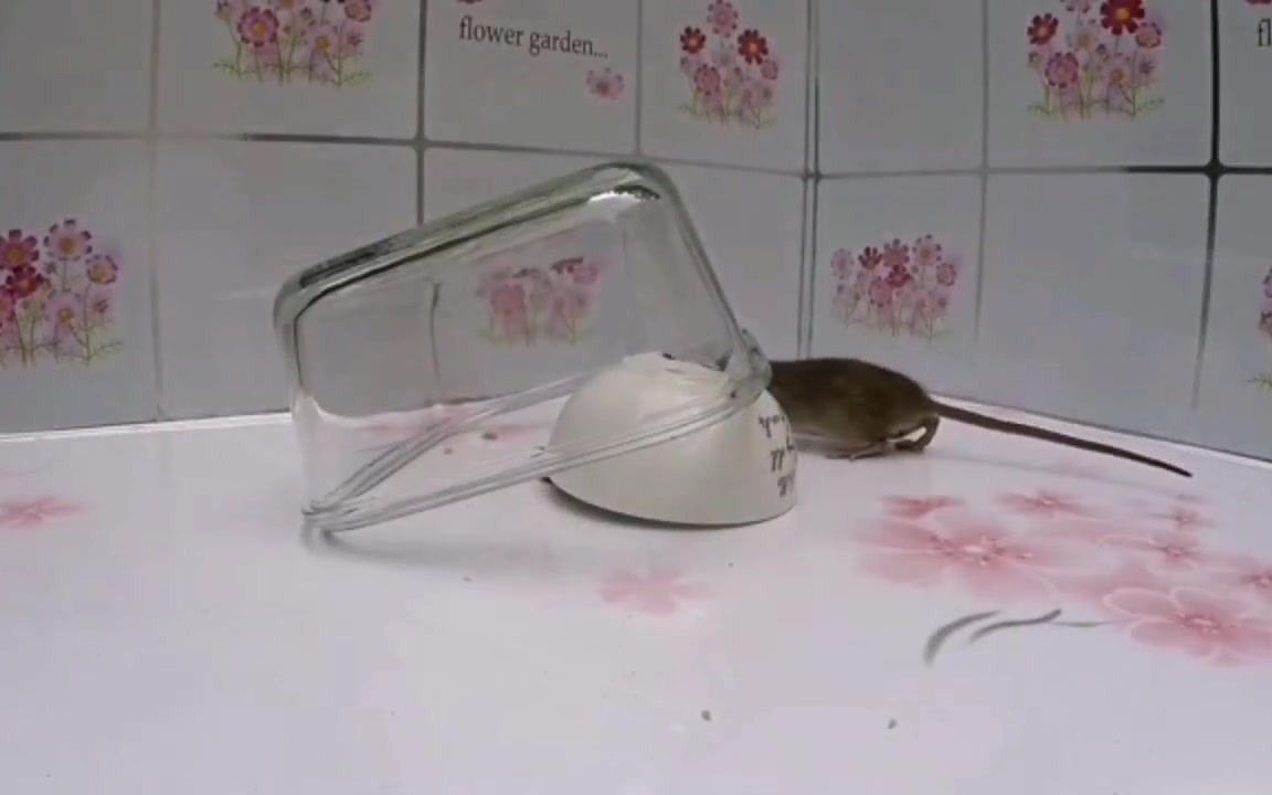 在家就可以制作的捕鼠器