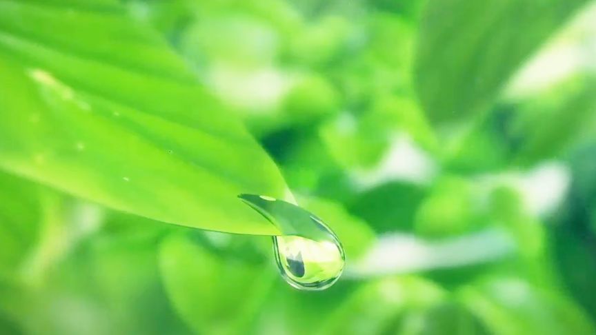 红茶和绿茶哪个更养生 两分钟掌握两种茶的功效