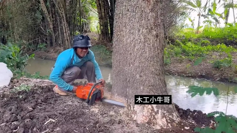 砍伐水沟边的一棵高大树木