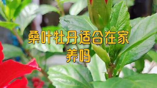 桑叶牡丹别乱养!这3个禁忌不知道,小心叶子掉光光