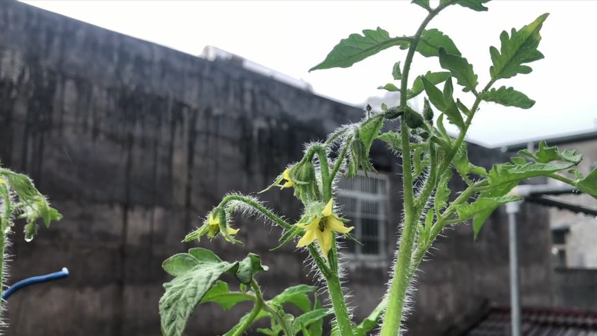 屋顶农场 定植两个月的番茄已经开花,但是不结果,还爆发了虫害