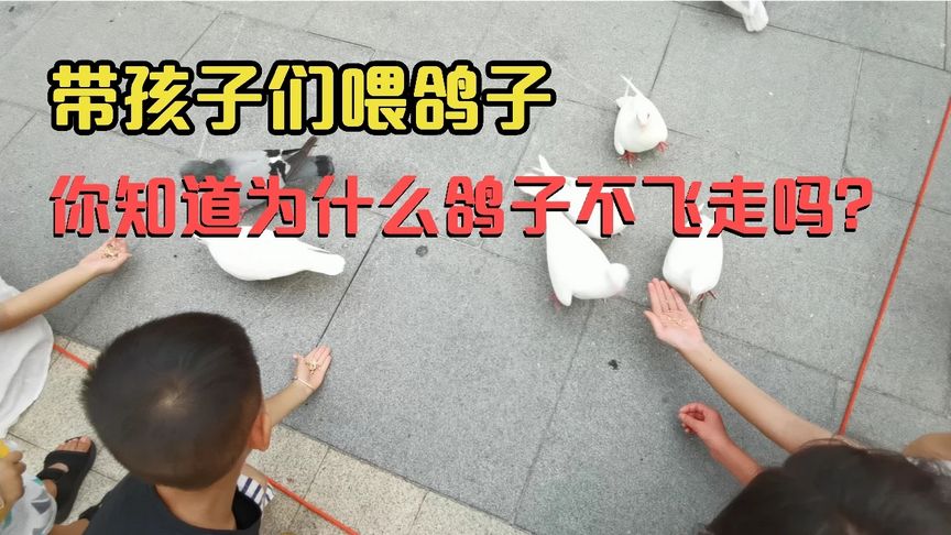 我一直不明白为什么鸽子会送信!它是怎么知道要信要送去哪里的?