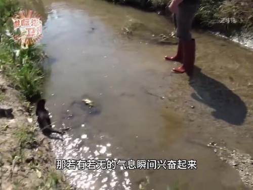 水貂水边草丛中捉老鼠,老鼠成了水貂猎物,惊心动魄的追逐上演
