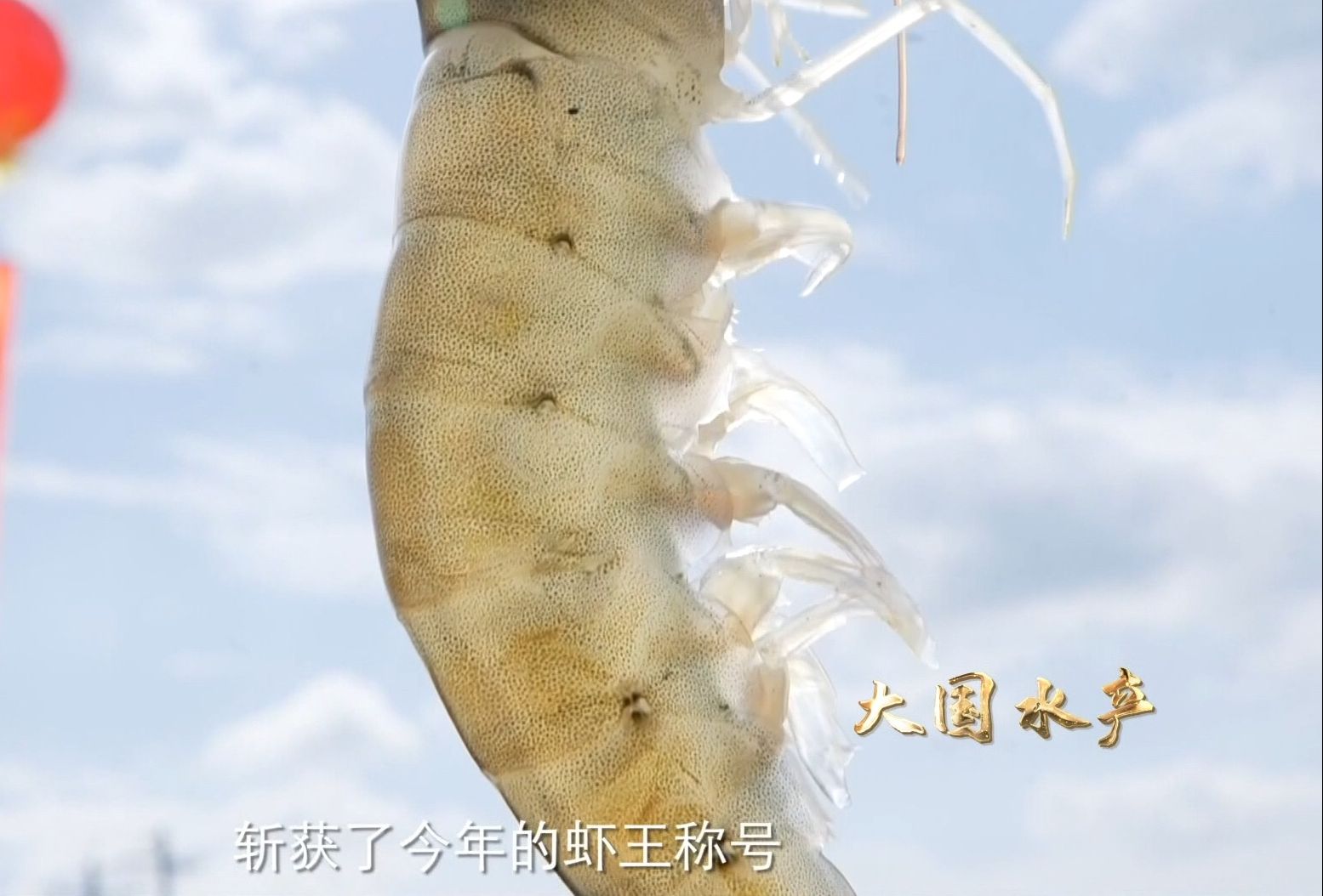 135对虾养殖模式