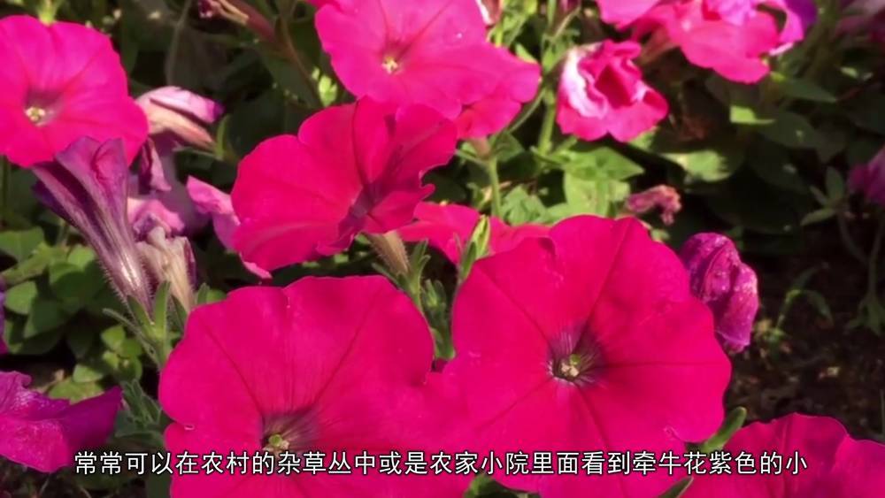 院子中常见的牵牛花种子能治腹痛,治疗咳喘疾病,很多人不清楚