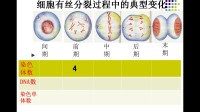 1-6水考复习9 细胞的生命历程-微课视频