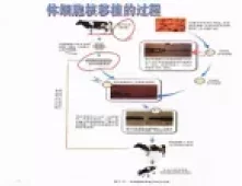 细胞工程-动物细胞核移植1