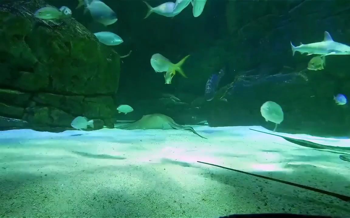 视频素材 ▏d859 海底世界海洋鱼类成群结队的鱼鱼群游动小鱼儿镜头...