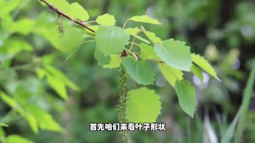 重瓣青杨叶形大揭秘!原来它藏着这样的生长密码