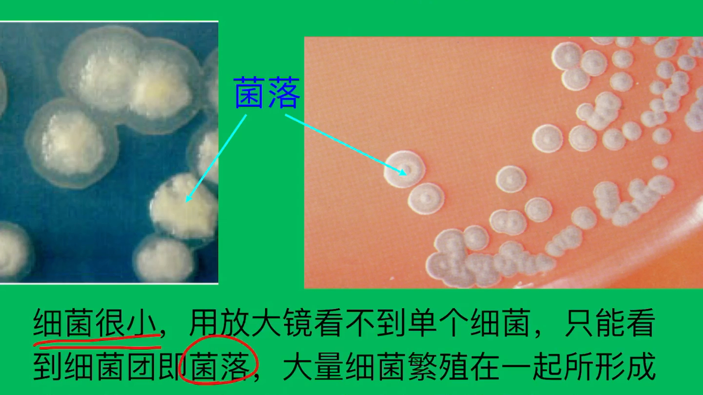 初一第一章第六节细菌和真菌的繁殖