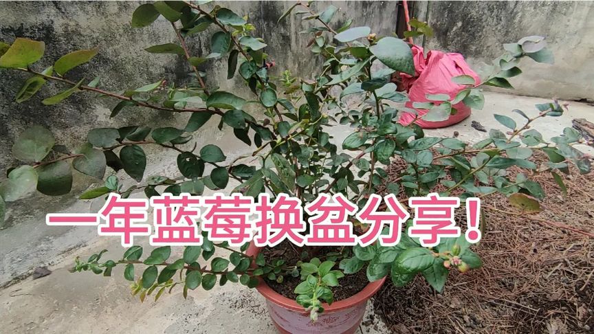 一年蓝莓长满花苞,换个超大盆,来年开更多的花,结更多果!
