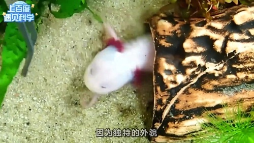 类龙生物具备脑再生能力,或开启永生新路径