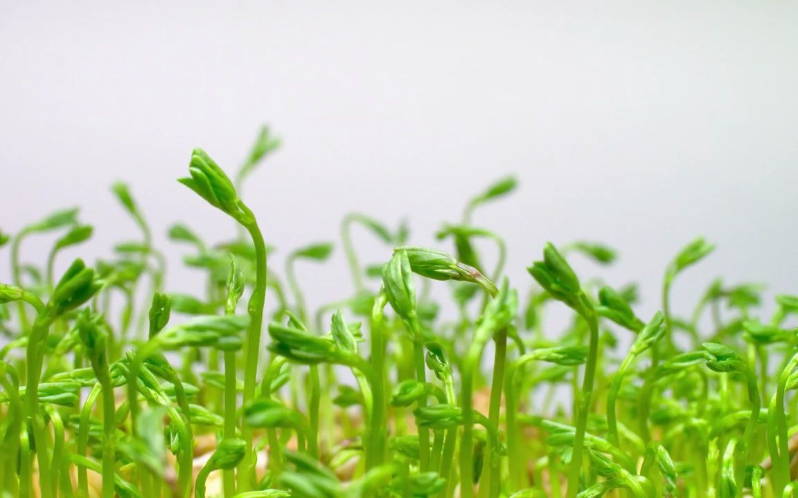 ...成长枝繁叶茂植物小草生命力春天来了拍摄特写延时摄影动态视频素材