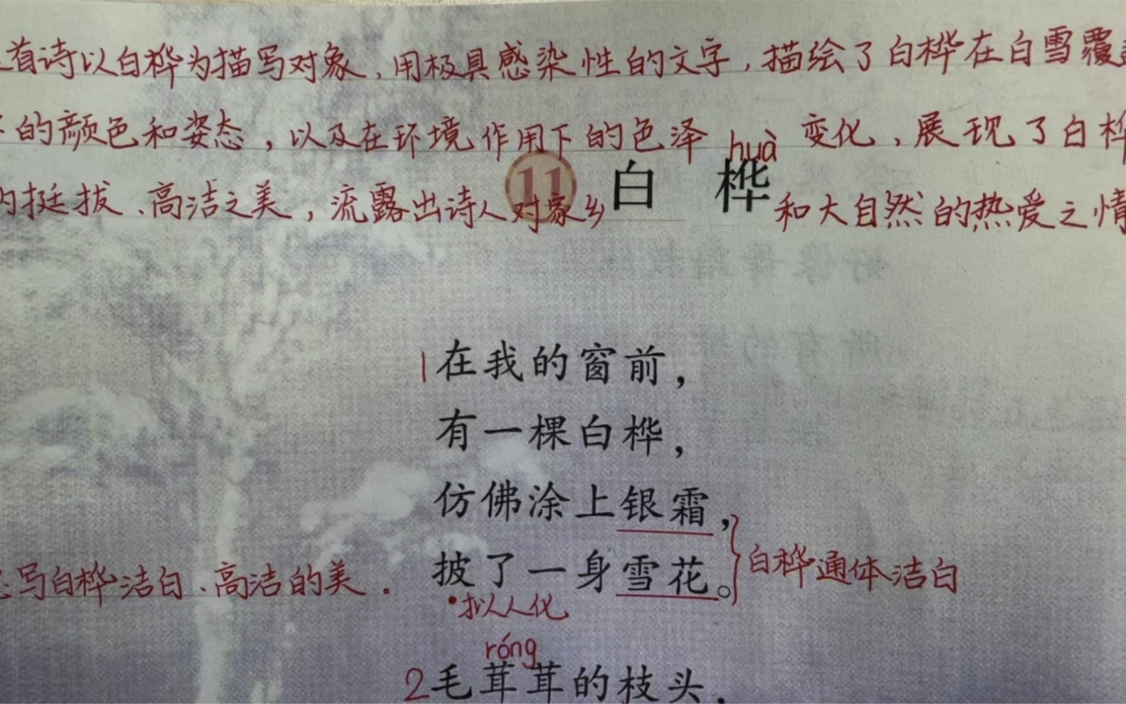 11、《白桦》课文讲解