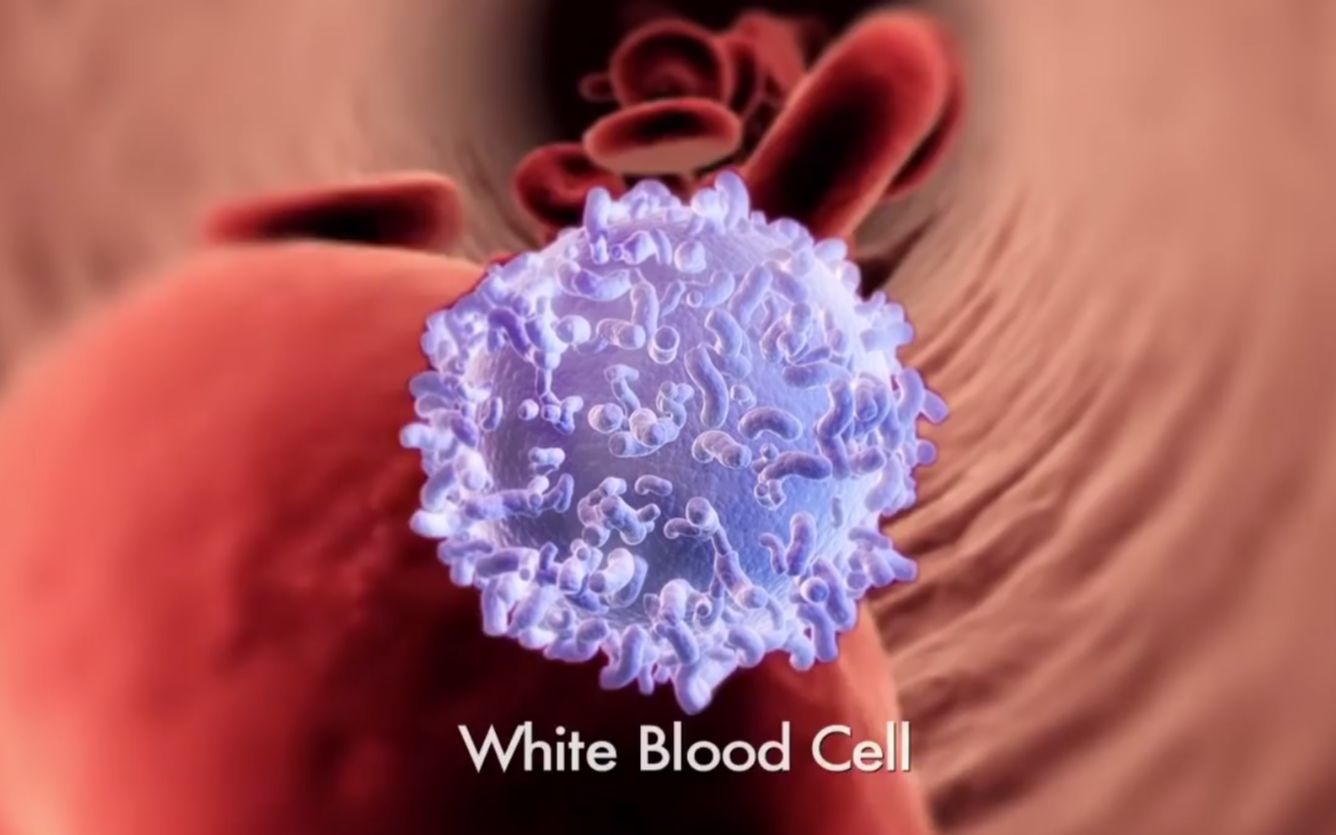 人体护卫兵白细胞是如何把细菌灭掉的