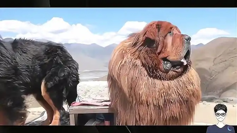 藏獒:狗界重量级选手,忠诚勇猛的守护者