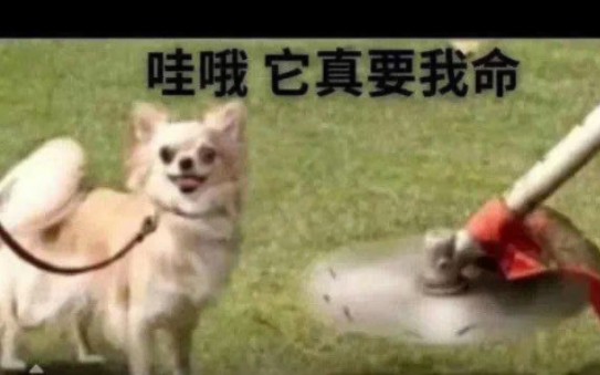 2023.10.23暑假大学生社会实践校级答辩-最有实力的一位