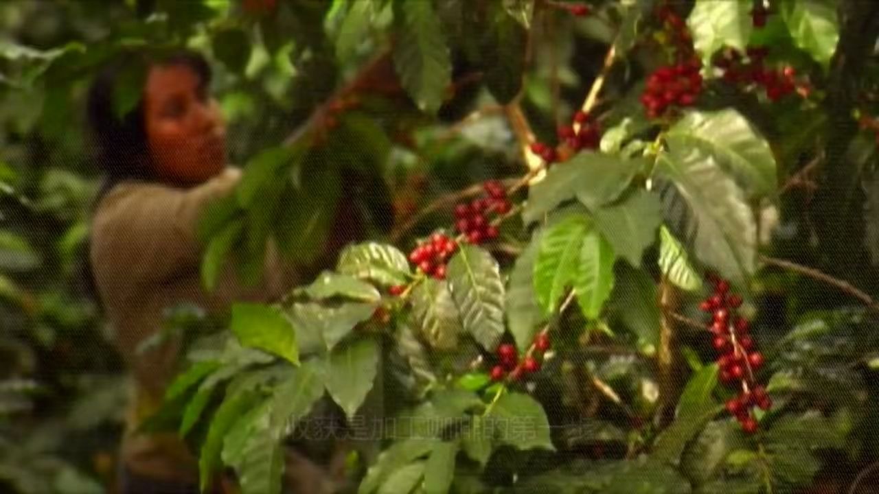 ...DE GUATEMALA危地马拉咖啡的宣传片。咖啡——从树上到咖啡杯