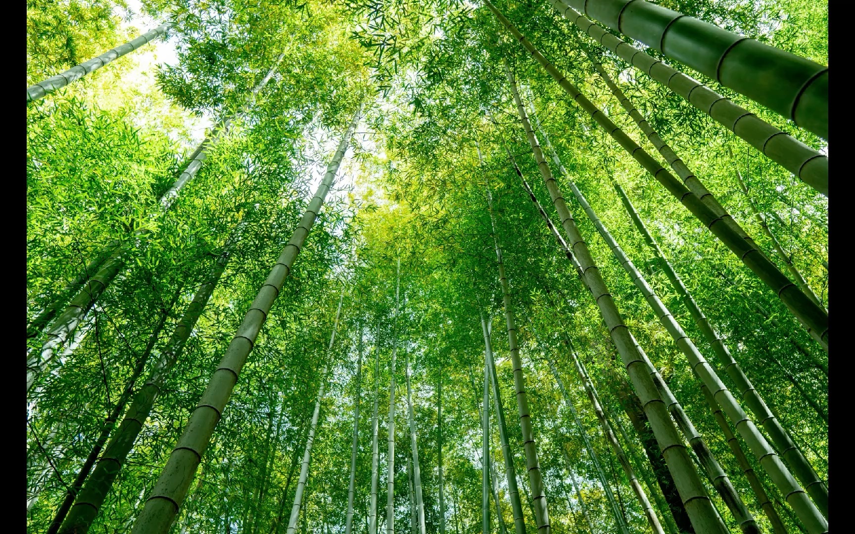 186、中国古代寓言故事-扛竹竿进城