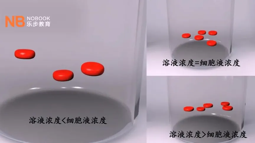 观察红细胞的吸水和失水