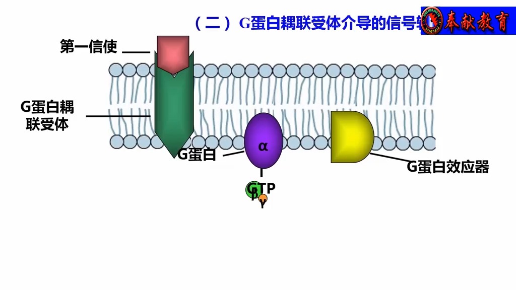 2、细胞膜的物质转运功能