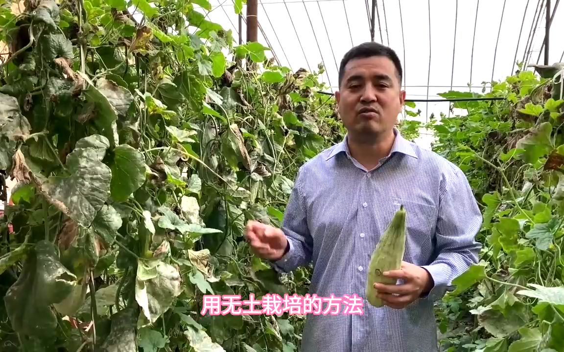 如何种植高产羊角蜜?可连续采摘五茬瓜!产量高达2万斤!