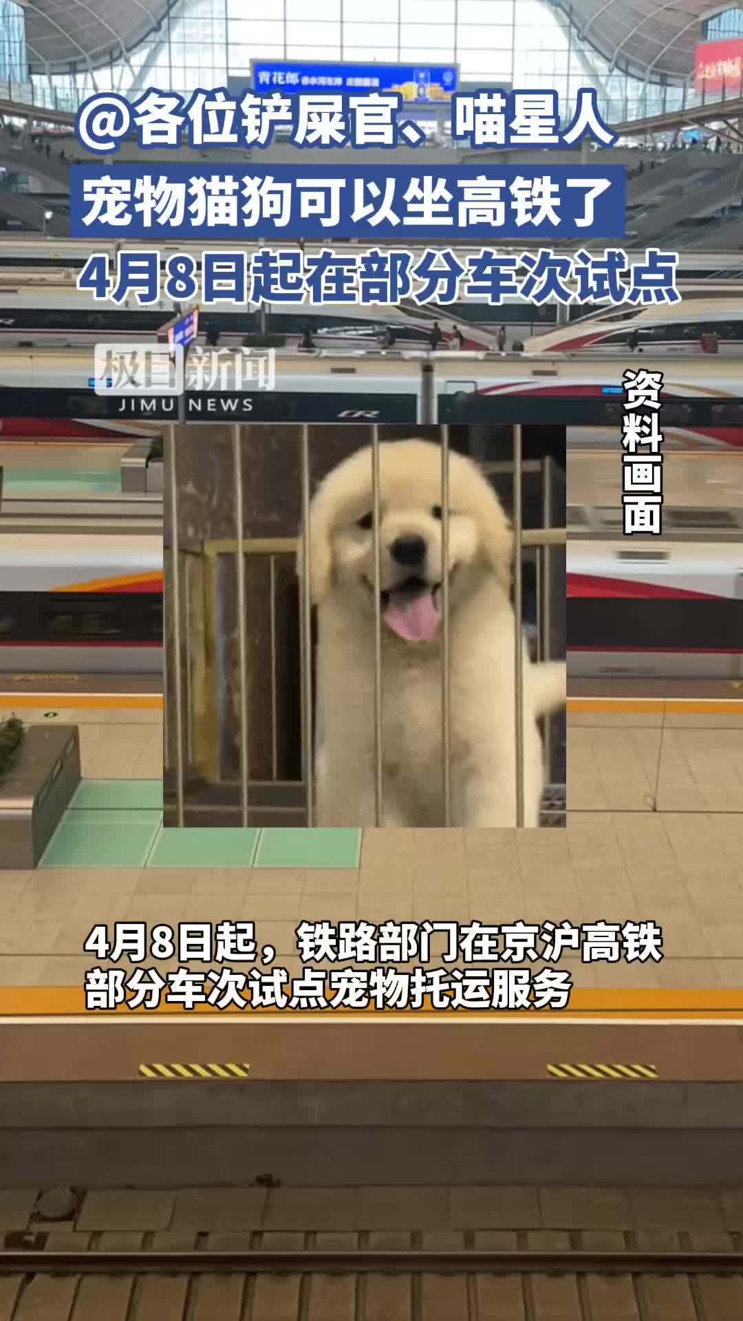 宠物猫狗可以坐高铁了,与主人同出发同到达