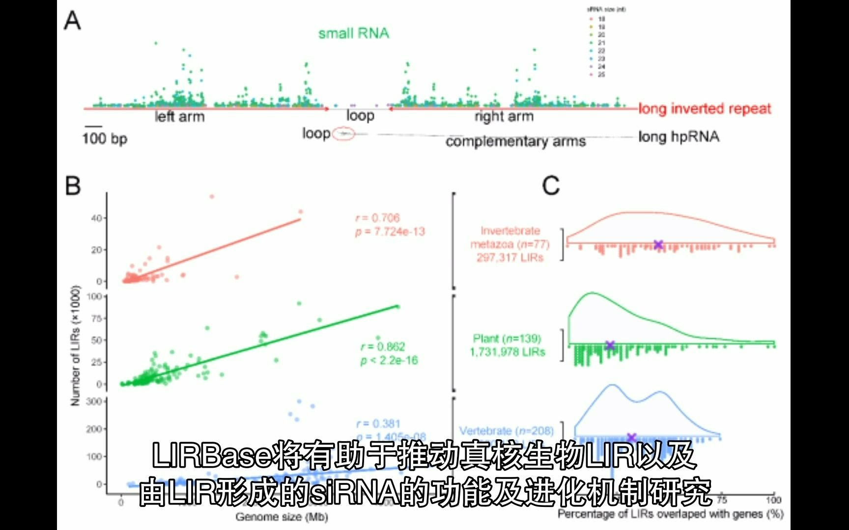真核生物长链反向重复序列数据库