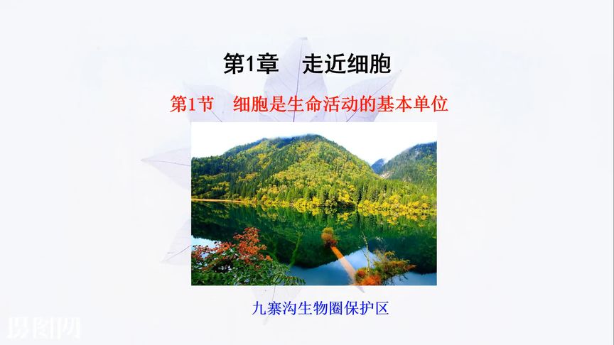 高中生物-必修1-第一章走近细胞-第1节细胞是生命活动的基本单位