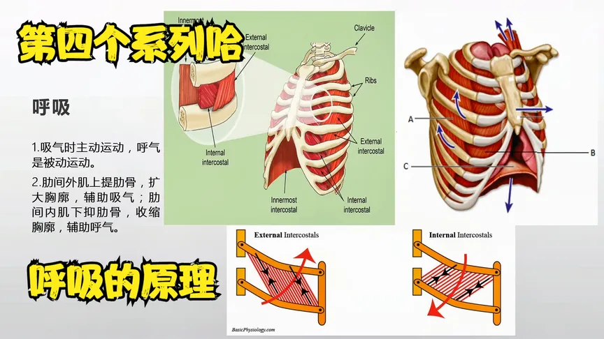 你不知道的肌骨小知识-肋间外肌和肋间内肌对呼吸的作用