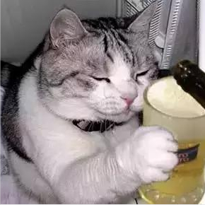 白胖的老猫 
