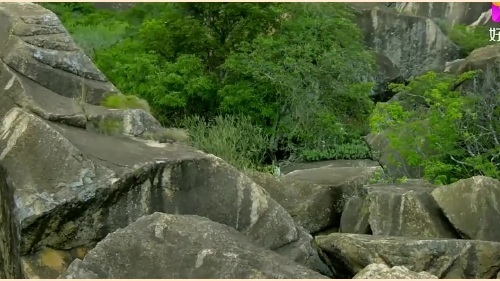 首领深知,长时间停留开阔地带可能带来危险