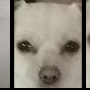 狗的主子 