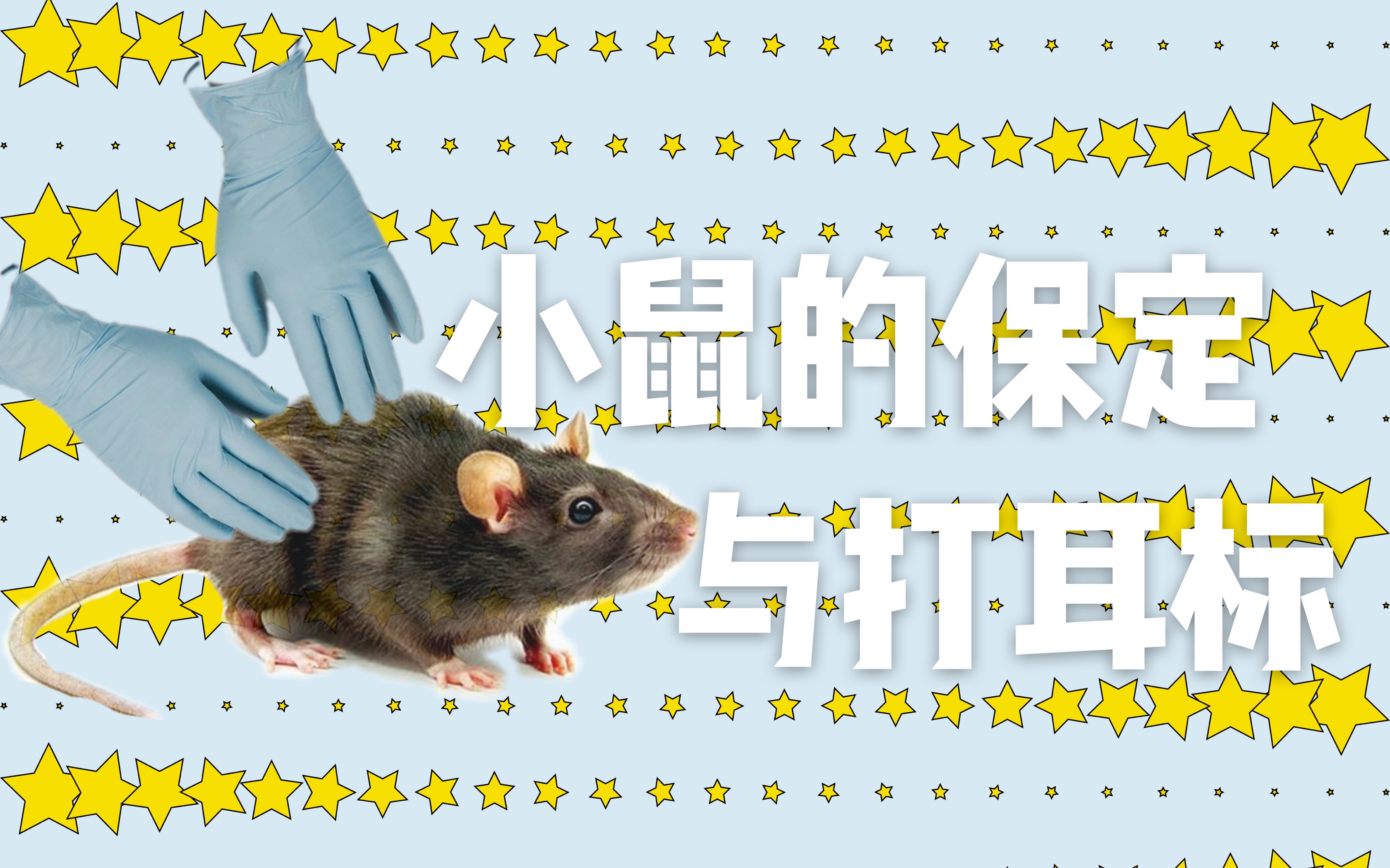 【没技术含量的混更】C57小鼠的保定及如何为小鼠打耳标