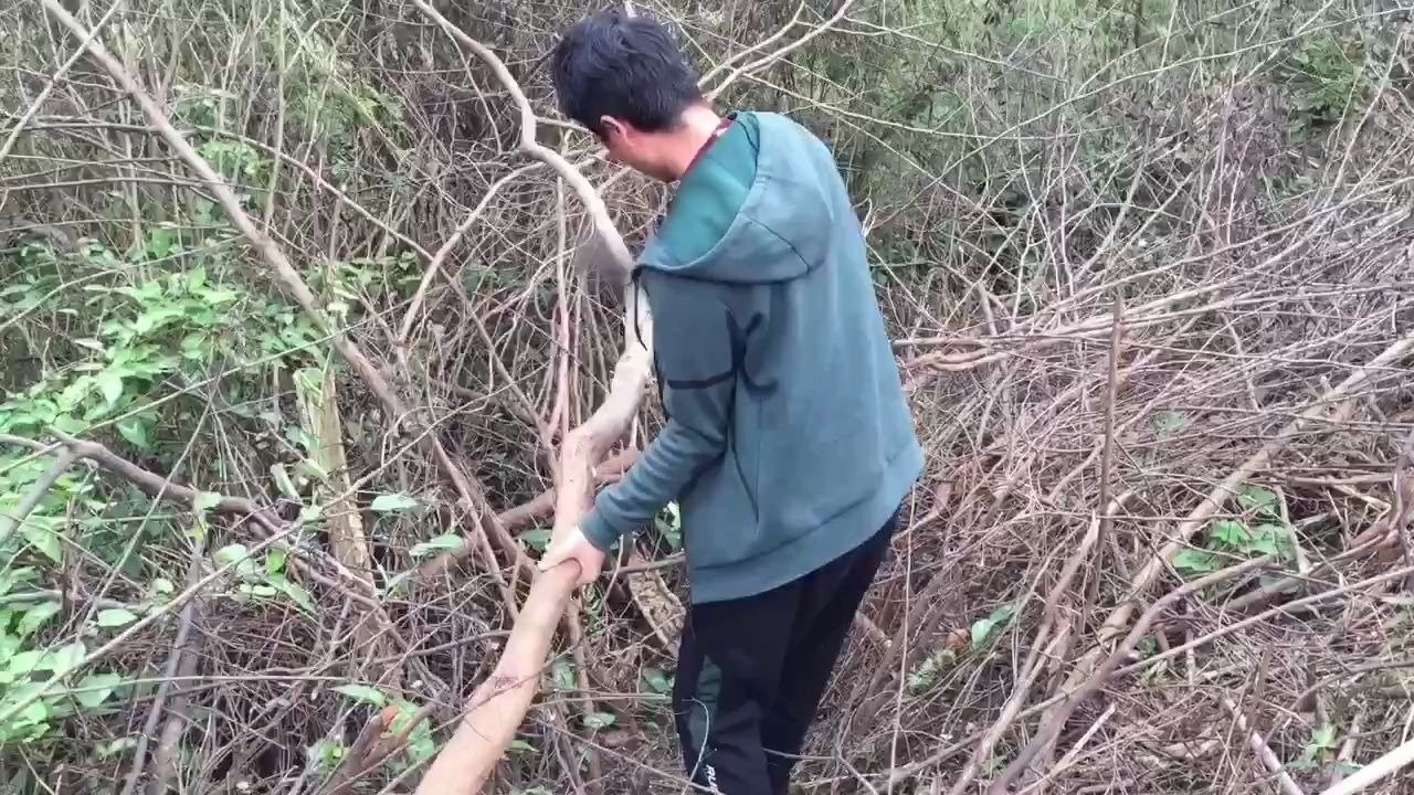传统牛角弓箭制作之所需材料讲解,曾经古代战场的冷兵器!