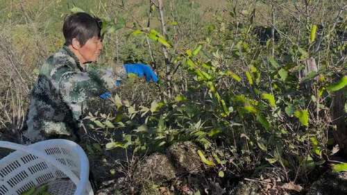 蚕多到扔不完!老妈心疼不让扔,山里人直呼没招了