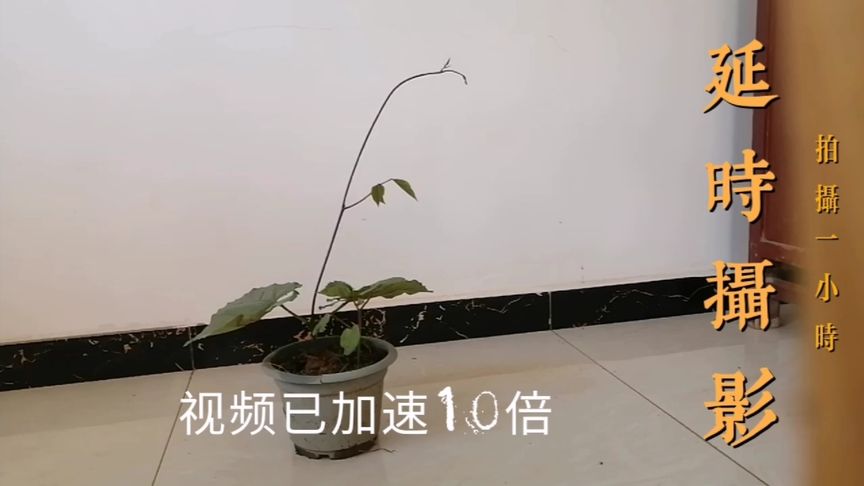 植物每一分钟都在变化,延时拍摄植物生长过程,太震撼了!