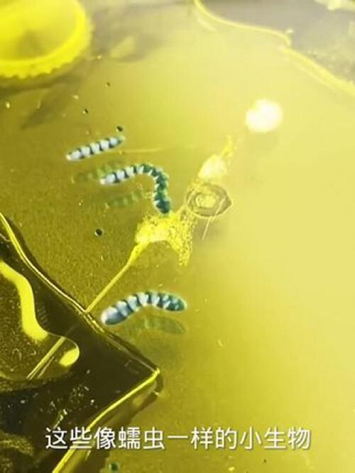 乙醇滴活起来像是活细胞一样?实验