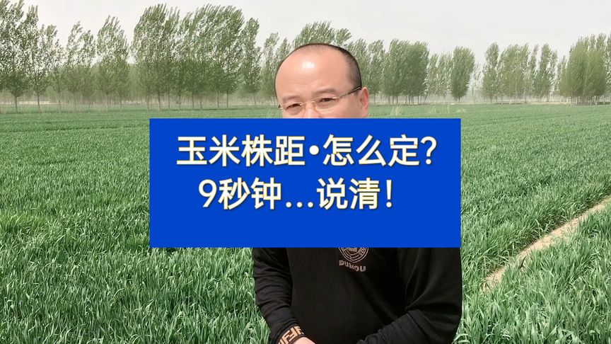 玉米株距•怎么定?一行字～说清