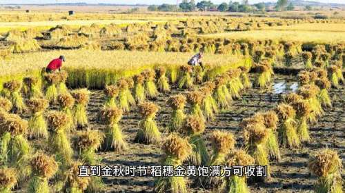 一粒米的奇妙旅程:从稻田到舌尖的30天震撼历程!