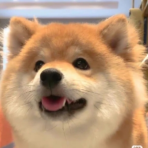 百望云发票助手 