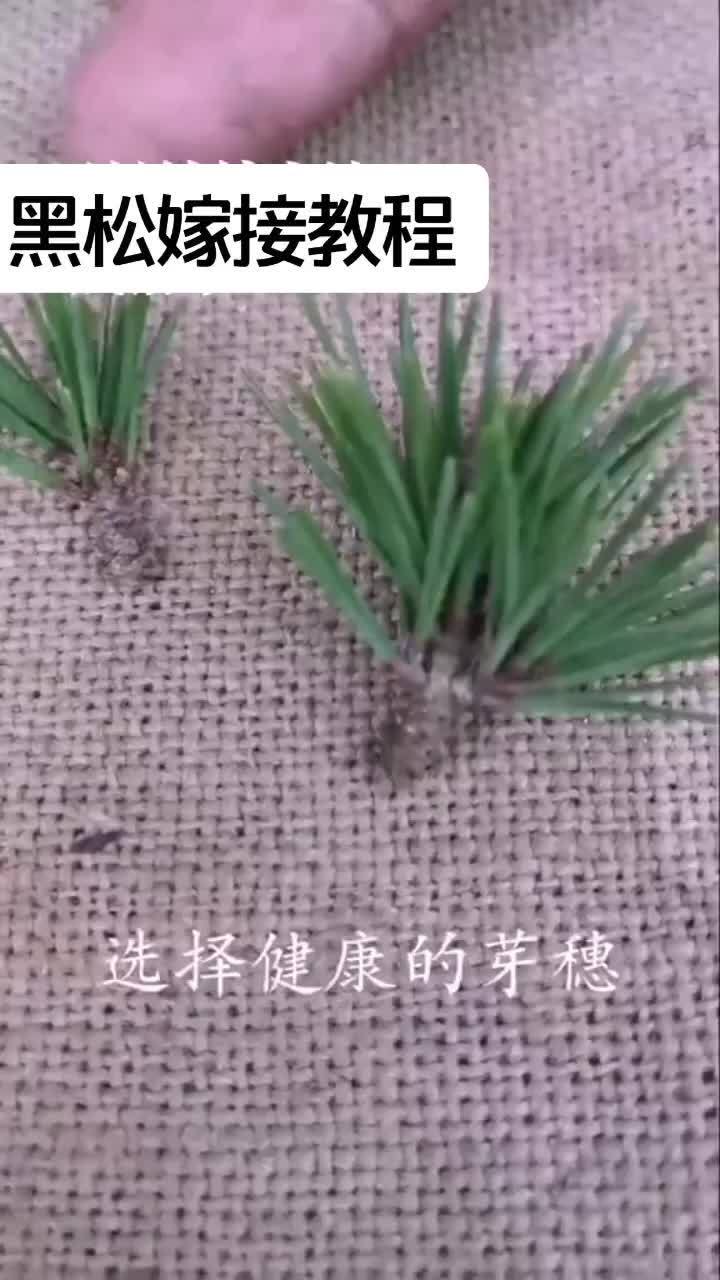 养花小知识 种植 花卉 养花 绿化 花卉绿植 盆栽 室内盆栽 园林绿化 .