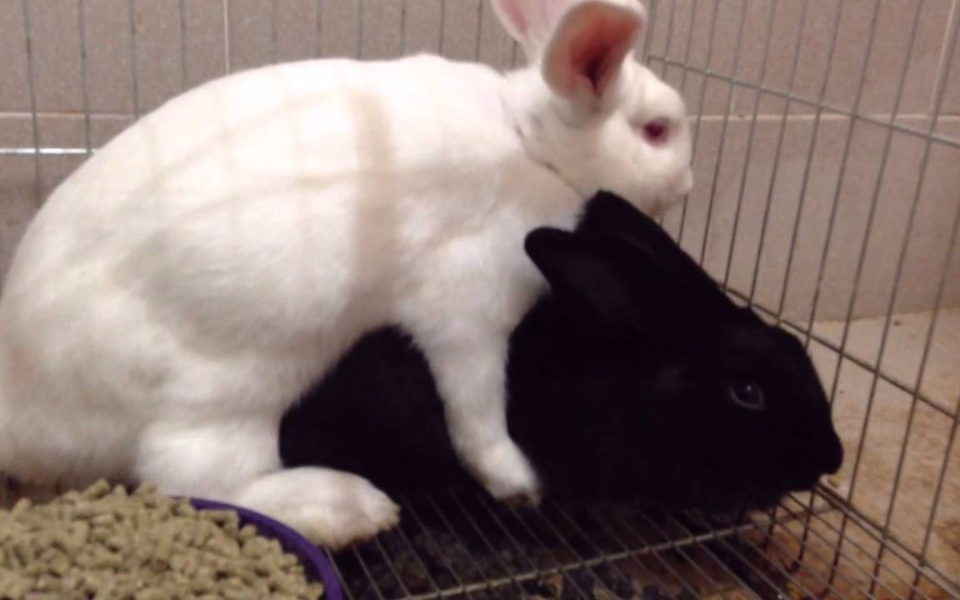 兔子交配是什么样子的?@油兔不二字幕组