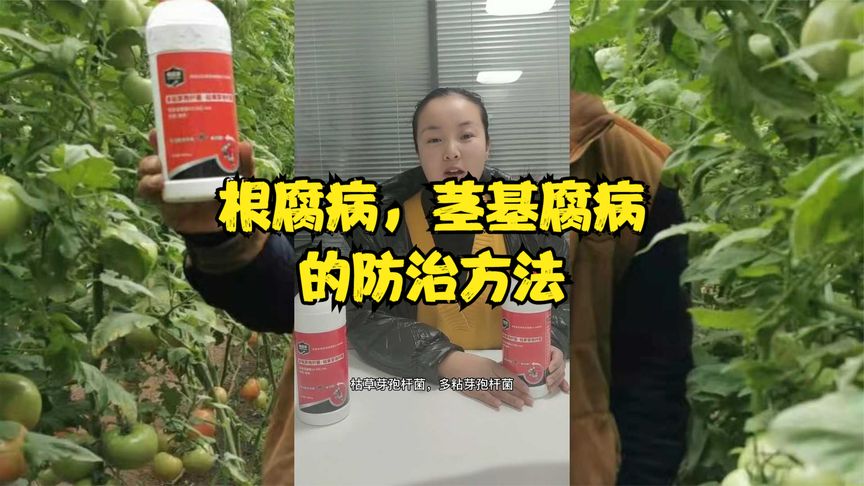 根腐病灌根用什么药,根腐病茎基腐病的防治方法