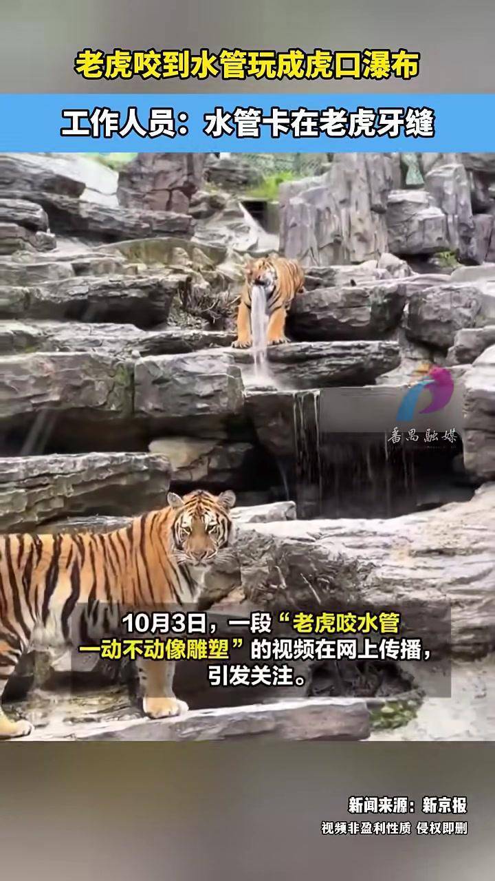 老虎咬到水管玩成虎口瀑布#搞笑#老虎