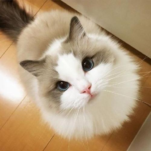 藏锋化羽 