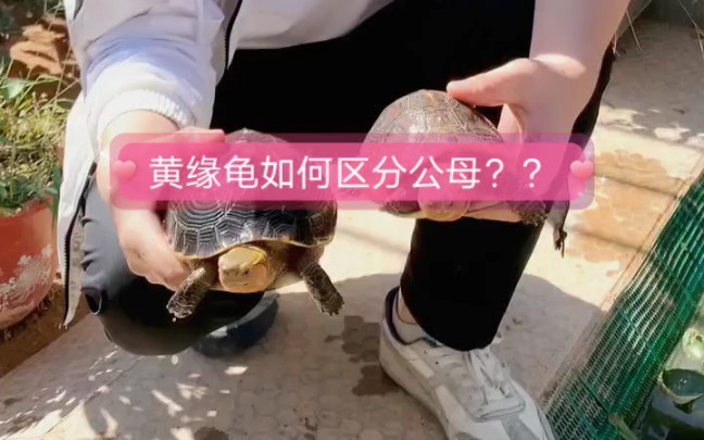 黄缘龟如何区分公母,今天我们来聊聊吧!