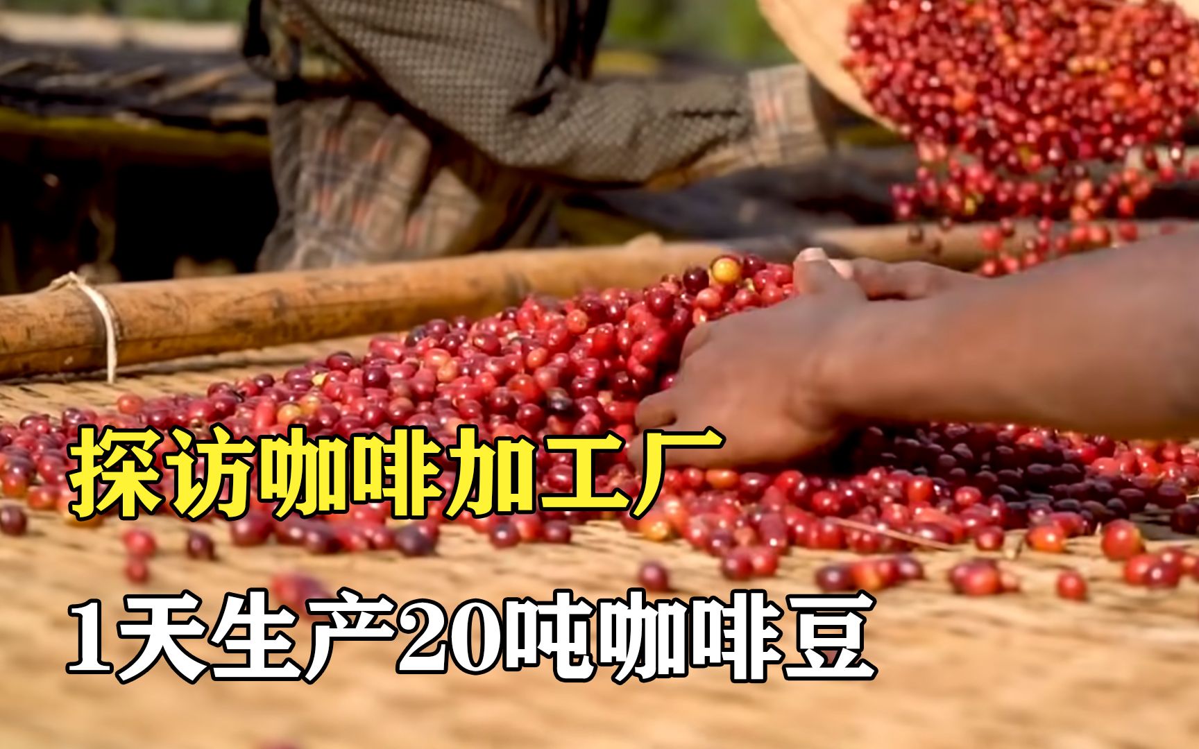 探访咖啡加工厂:从嫩芽到开花要6个月,现每天产20吨咖啡豆