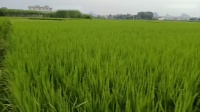 水稻的田间管理,现在是最关键时候,做好这两点你的水稻也能高产
